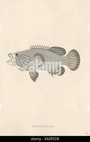 Descriptions et figures de deux cents poissons Londres, imprimé par W ...