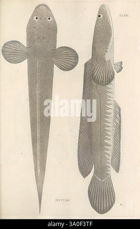 Descriptions, et, figures, de, deux, cent, poissons, Londres, imprimé ...