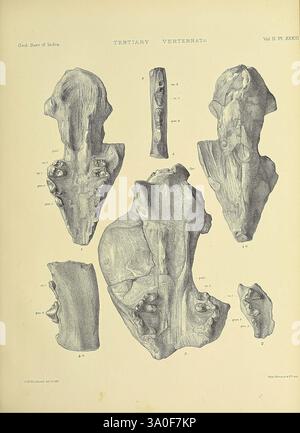 Indian Tertiary and post Tertiary Vertebrata, Calcutta, Geological ...