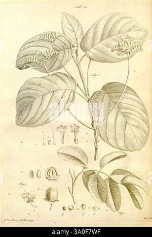 L'histoire civile et naturelle de la Jamaïque. Londres, imprimée pour l ...