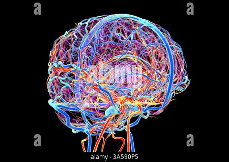 L'anatomie humaine. Illustration montrant les organes et les ...