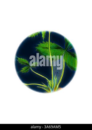 Représentation stylisée des feuilles d'une plante, mettant en valeur ...