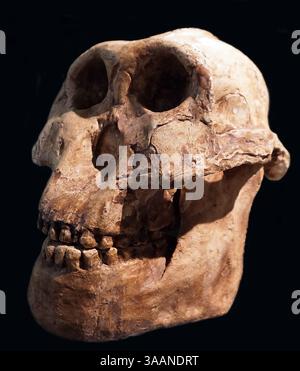 Le crâne de Paranthropus boisei ou d'Australopithecus boisei.hominine ...
