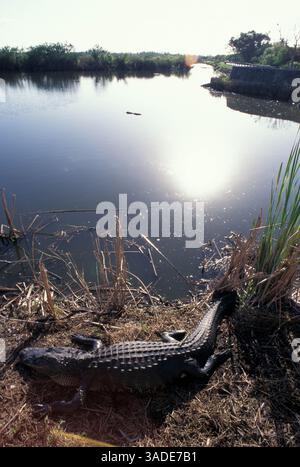 05 mai 1995 ; Everglades National Park, FL, États-Unis ; Taylor Slough ...