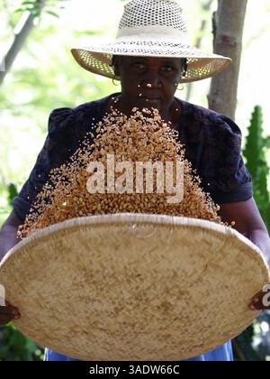 01 juin 2004 ; Papay, plateau Central, HAÏTI ; MADAME FREDERIC, qui est ...