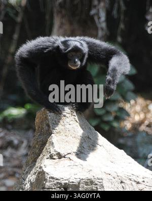 24 août 2012 - Surabaya, Java oriental, Indonésie - Gibbons malais et ...