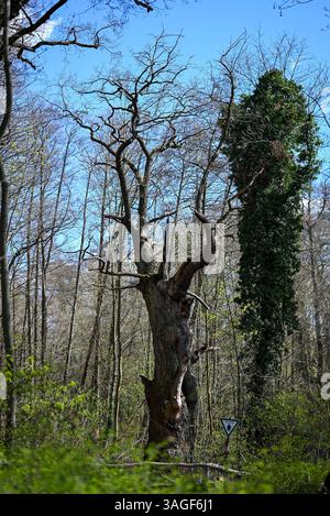 Tegel, Allemagne. 08 avril 2025. Le plus vieil arbre de Berlin, un ...