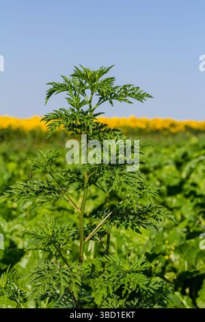 Artemisia vulgaris fleur d'allergène d'armoise commune Photo Stock - Alamy