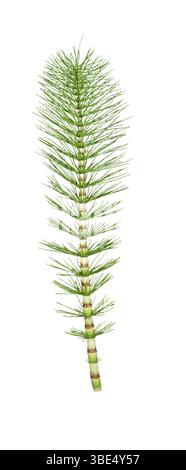 Grande Prêle (Equisetum telmateia). Les non-fertiles photosynthétiques ...