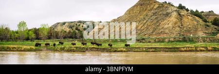 Les bisons se promènent librement dans le parc national des Badlands ...