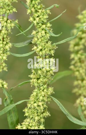 Rumex palustris, ou quai de marais, est une plante de zone humide ...