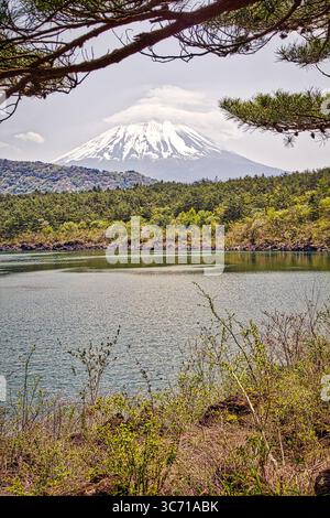 Le lac Saiko est l’un des cinq lacs du Fuji – plans d’eau formés par l ...