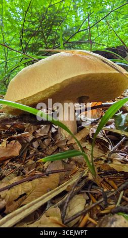 Suillus bovinus, également connu sous le nom de champignon de la vache ...