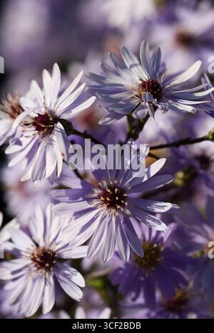 ASTER novae-angliae. 'LITTLE CARLOW' (CORDIFOLIUS hybride Photo Stock ...