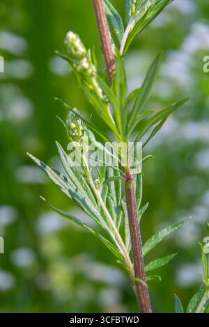 Artemisia vulgaris fleur d'allergène d'armoise commune Photo Stock - Alamy