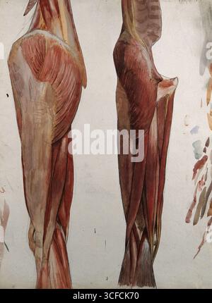 image de dissection du muscle de la cuisse montrant le nerf sciatique ...