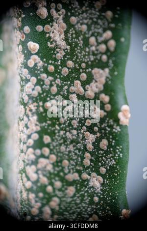 Aspidiotus destructor ou kutu balok sur plante de cactus Photo Stock ...