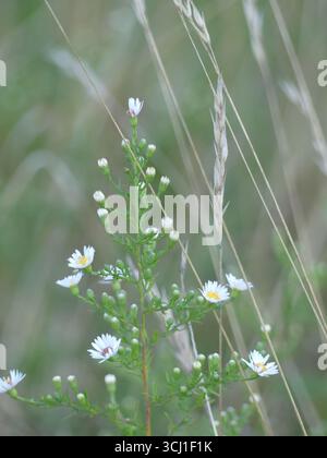 Astre blanc poilu (Symphyotrichum pilosum), Plantae, comté de Waukesha ...