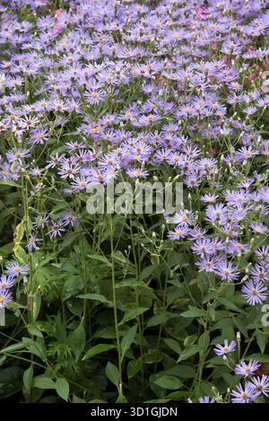 aster macrophyllus « crépuscule » Photo Stock - Alamy