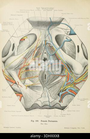 . De l'Atlas topographique (appliquée) L'anatomie humaine pour ...