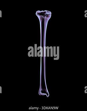 Illustration de l'anatomie de l'os du tibia, vue de face. Les repères ...