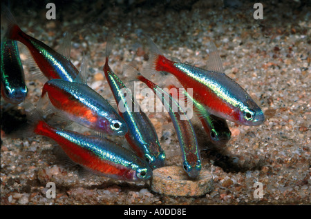 Poisson Neon Neon tetras CHEIRODON AXLRODI school banc de poissons ...