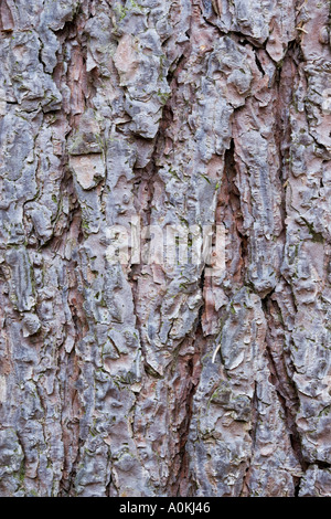 Pin sylvestre, Pinus sylvestris, écorce, détail Photo Stock - Alamy