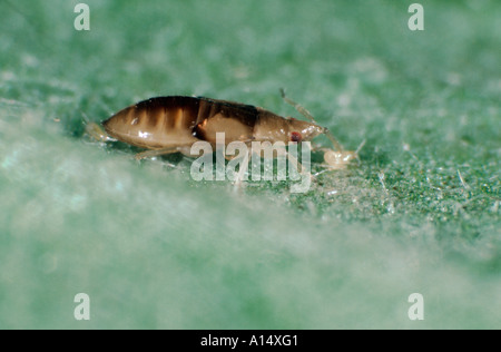 Bug de fleurs Orius majusculus) nymphe nymphe se nourrissant de fleurs thrip ouest Photo Stock ...