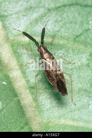 Un insecte prédateur (Heterotoma planicornis) prédateur adultes Photo ...