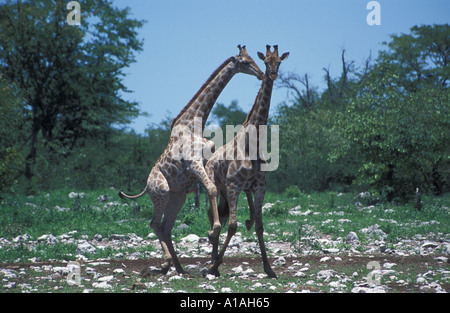 Le montage d'une girafe mâle girafe femelle Photo Stock - Alamy