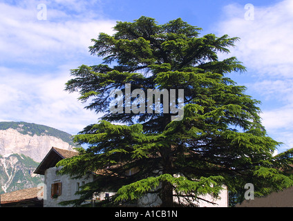 Cèdre de l'Afrique (Cedrus atlantica), seul arbre dans un parc ...