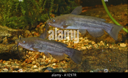 La barbotte brune, le poisson-chat, le poisson-chat américain, Brauner ...