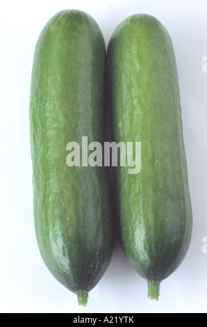 Cucumis sativus 'Cucino" (concombre) F1 hybride toutes les mini ...