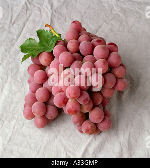 Agriculture - Mature Red Globe raisin de table sur la vigne / Vallée de ...