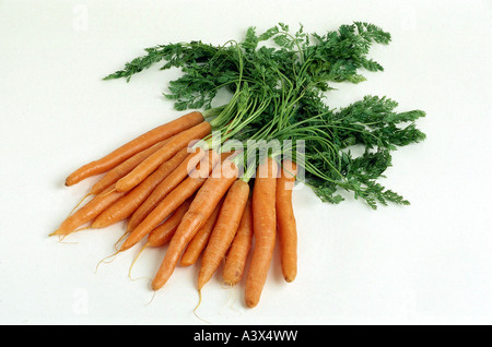 La botanique, la carotte (Daucus carota), pivots, studio shot, racine ...