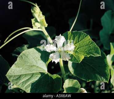 La botanique, Lagenaria siceraria (, calebasse), fruits, bouteille ...