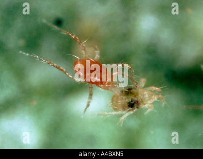 Acarien prédateur Phytoseiulus persimilis se nourrissant de points ...