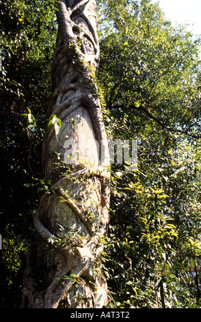 Racines d'un figuier étrangleur grimper le tronc d'un baobab tentacules ...