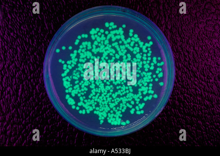 Les colonies de bactéries transformées contenant un gène de méduse GFP ...