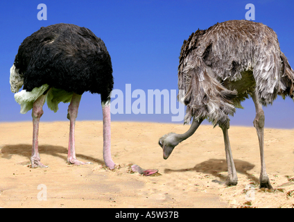 L'autruche avec la tête dans le sable Photo Stock - Alamy