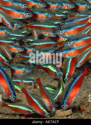 Poisson Neon Neon tetras CHEIRODON AXLRODI school banc de poissons ...