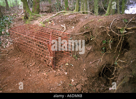 L'ARACHIDE COMME APPÂT DANS UN PIÈGE DU BLAIREAU DANS LES BOIS ...