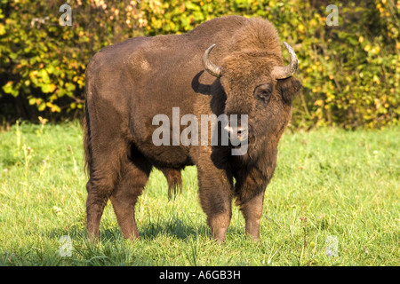 Bison d'Europe, Bison (Bison bonasus), bul, plus grand et le plus lourd ...