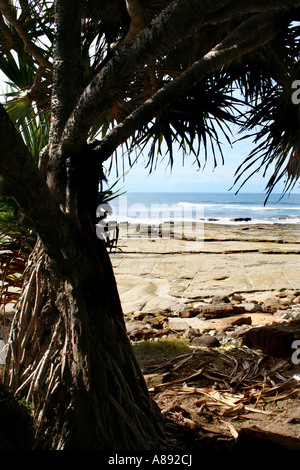 Scène de plage CADRAGE ARBRE PANDANUS BDA10668 HORIZONTAL Photo Stock ...