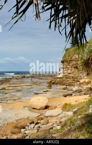 Scène de plage CADRAGE ARBRE PANDANUS BDA10668 HORIZONTAL Photo Stock ...