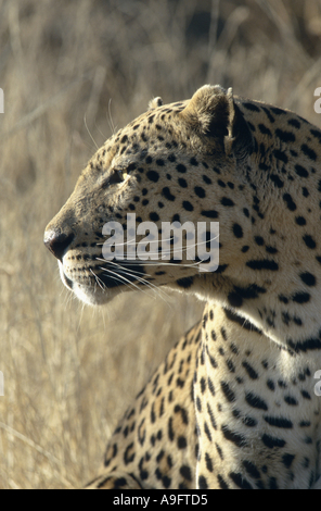 La Namibie léopard Panthera pardus Saeugetiere Katzenartige Raubtiere ...