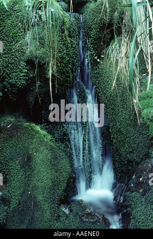 La mousse et la végétation de la forêt tropicale avec cascade Arthurs ...