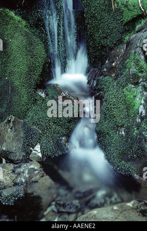 La mousse et la végétation de la forêt tropicale avec cascade Arthurs ...