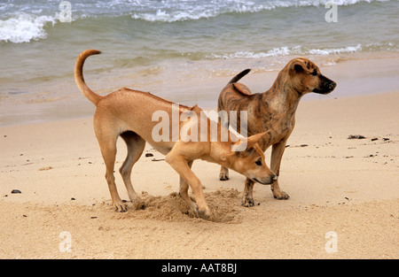 Phu Quoc Chien, Grand Spitz, Phu Quoc Island, Vietnam Photo Stock - Alamy