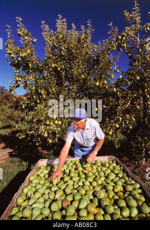 Le fermier récolte des poires mûres dans le jardin.Fruits sur l'arbre ...